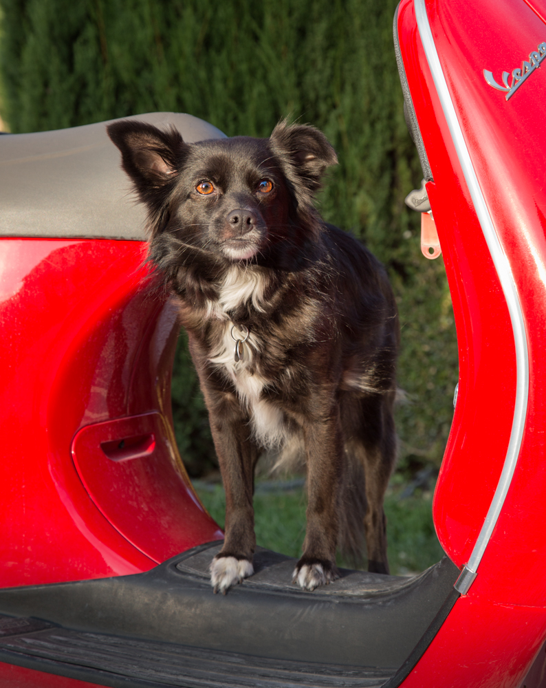 Tikka and the Vespa | Dog Travel Italy – VanDoggo