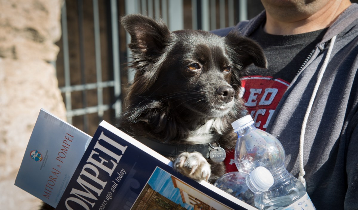 Pompeii Pup – Visiting the Roman Ruins | Dog Travel Italy – VanDoggo