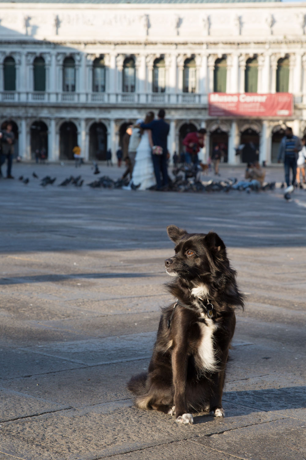 Explore Venice with your Dog – Part 1 | Dog Travel Italy – VanDoggo