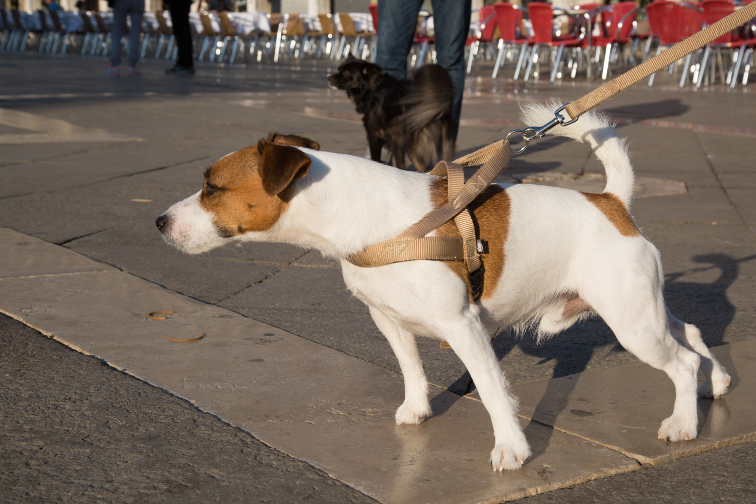 Explore Venice with your Dog – Part 1 | Dog Travel Italy – VanDoggo