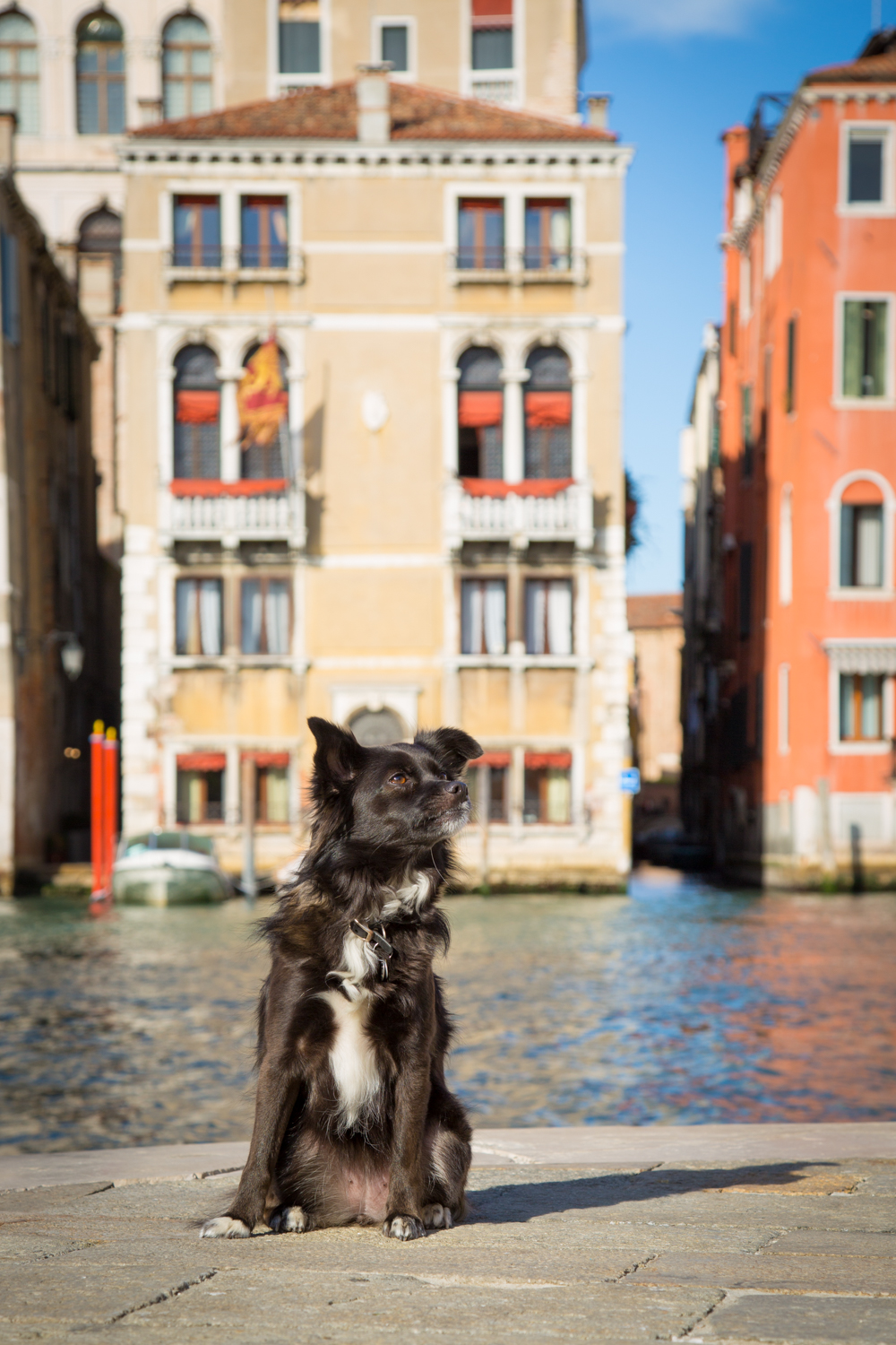 Explore Venice With Your Dog – Part 2 | Dog Travel Italy – VanDoggo