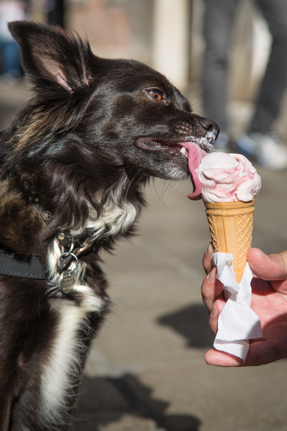 Explore Venice With Your Dog – Part 2 | Dog Travel Italy – VanDoggo